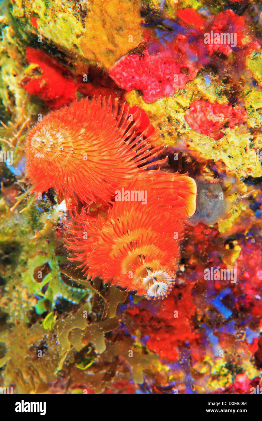 Bahamas christmas tree hi-res stock photography and images - Alamy