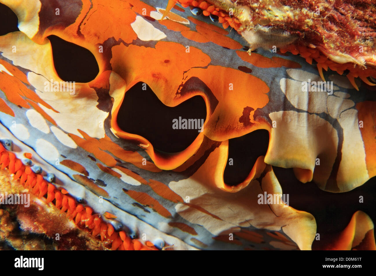 Close up view of the mantle of a Variable Thorny Oyster, Spondylus ...
