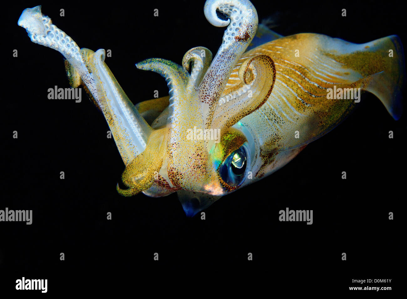 Bigfin Reef Squid, Sepioteuthis lessoniana, at night Stock Photo - Alamy