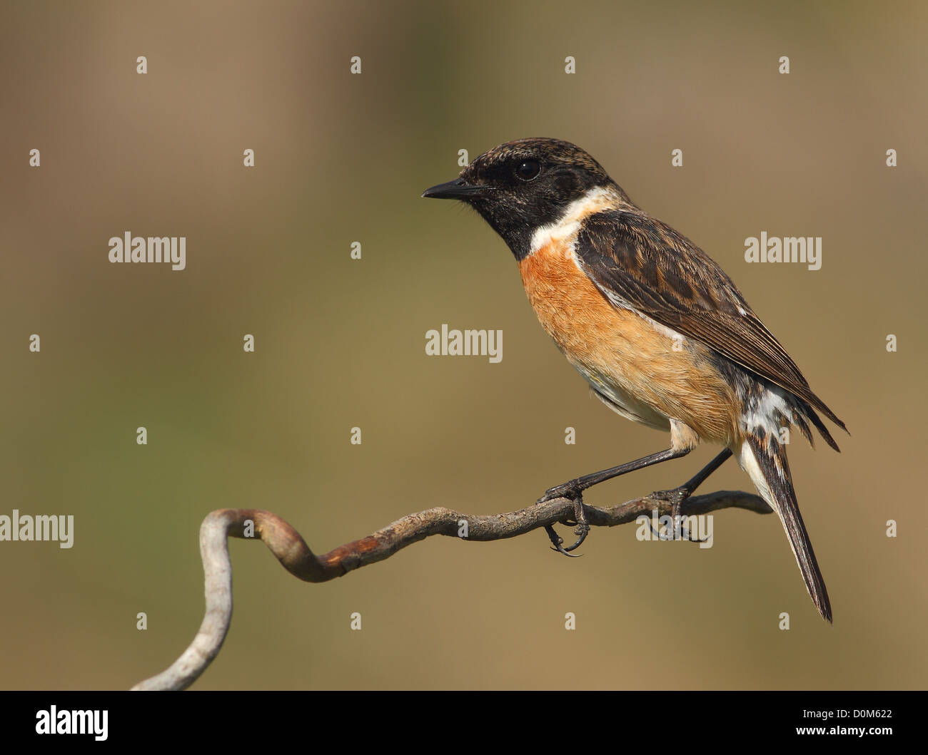 Common stonechat hi-res stock photography and images - Alamy