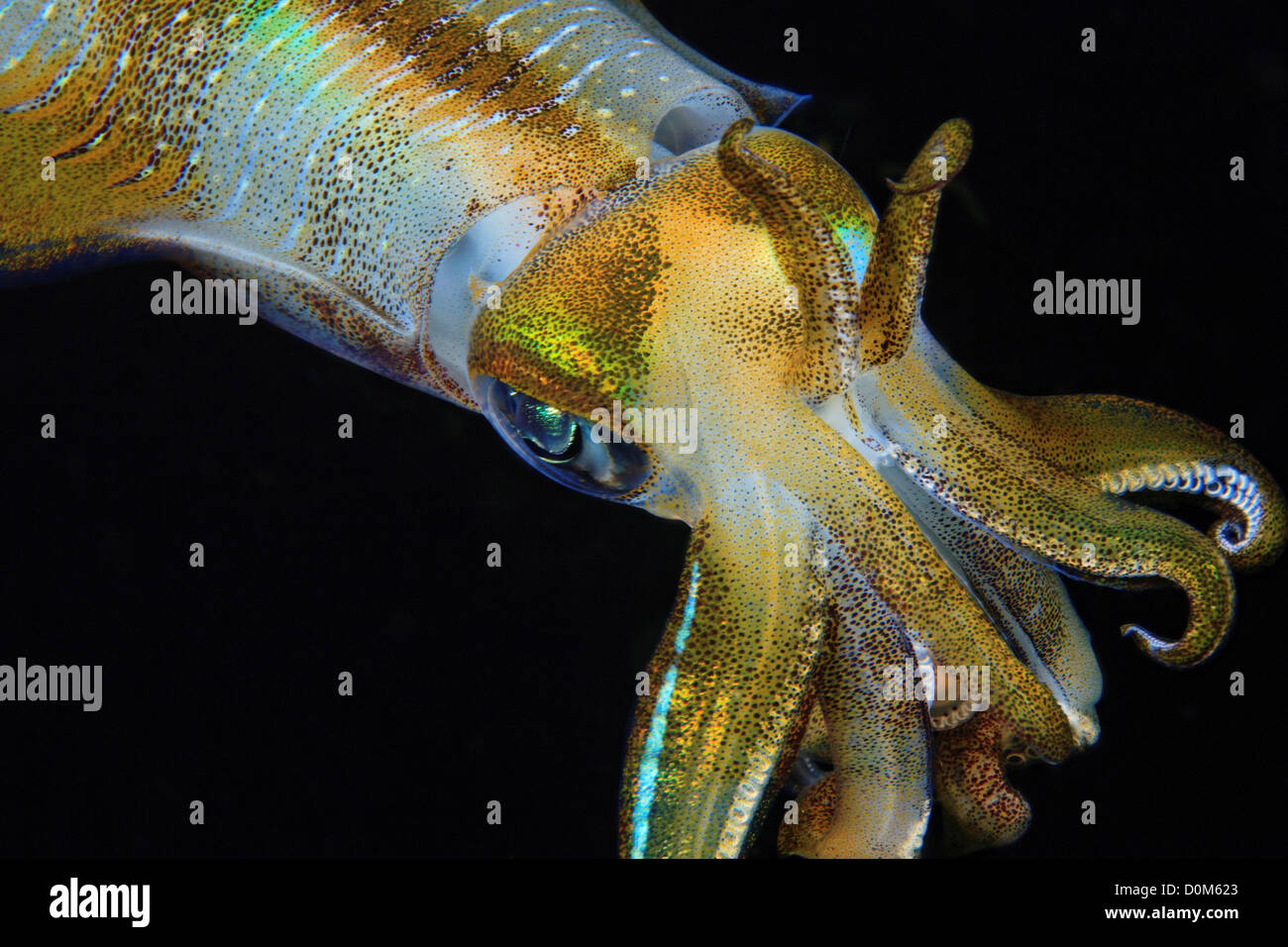 Bigfin Reef Squid, Sepioteuthis lessoniana, at night Stock Photo - Alamy