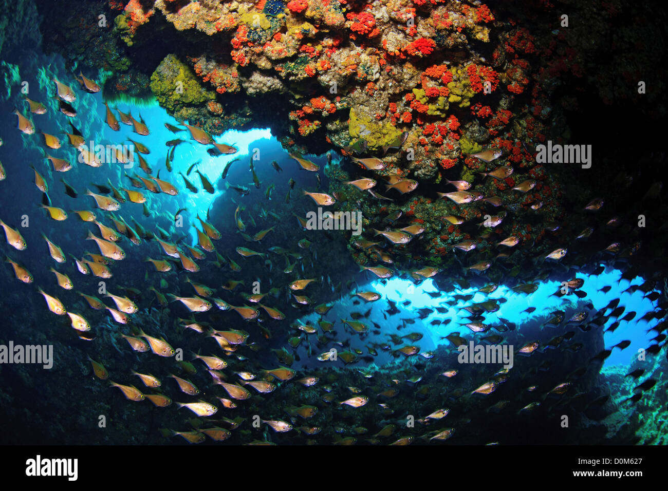Vanikoro Sweepers, Pempheris vanicolensis Stock Photo - Alamy