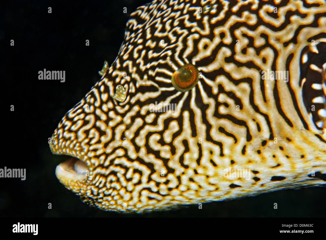 Map Puffer, Arothron mappa Stock Photo - Alamy