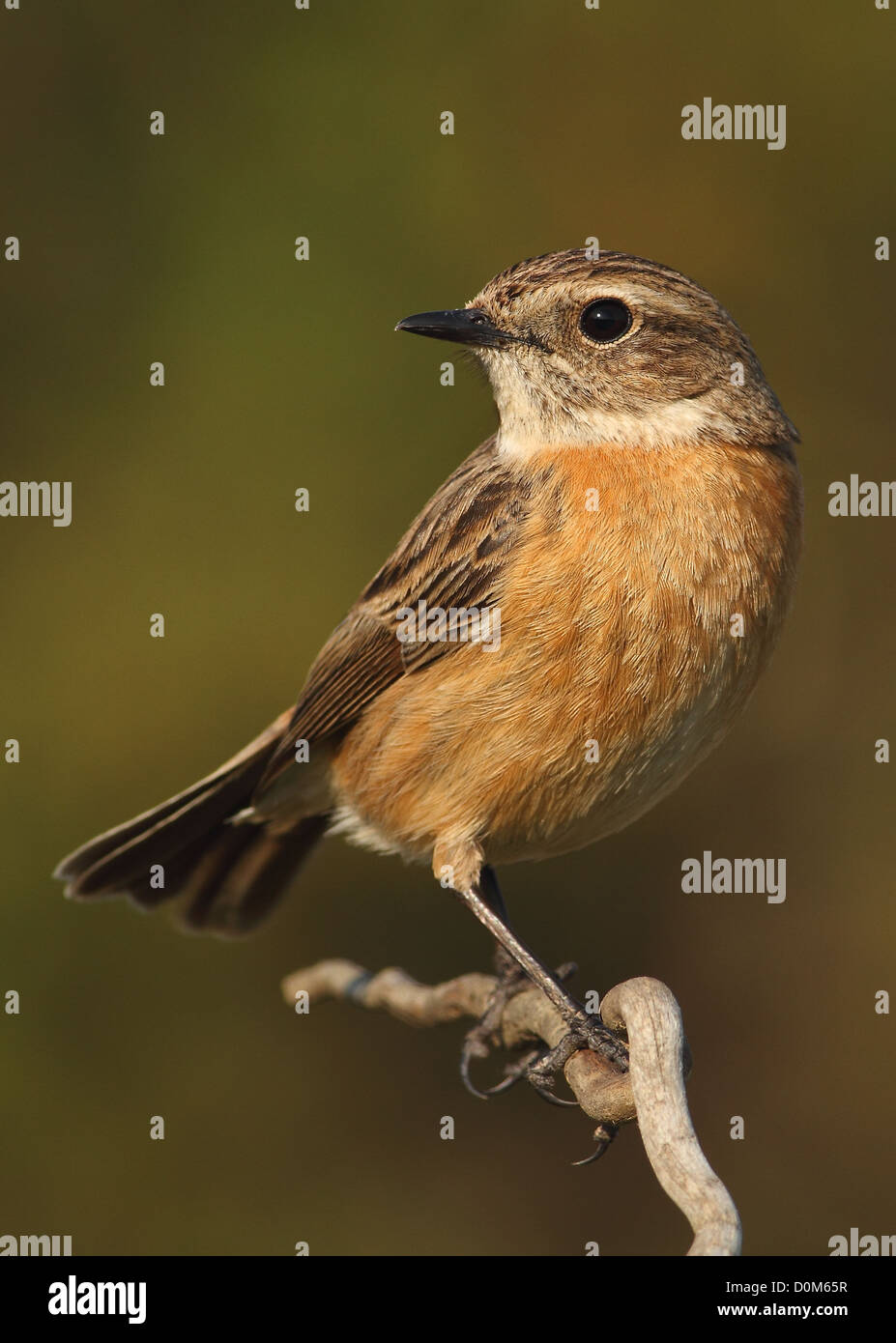 Female Common Stonechat High Resolution Stock Photography and Images ...