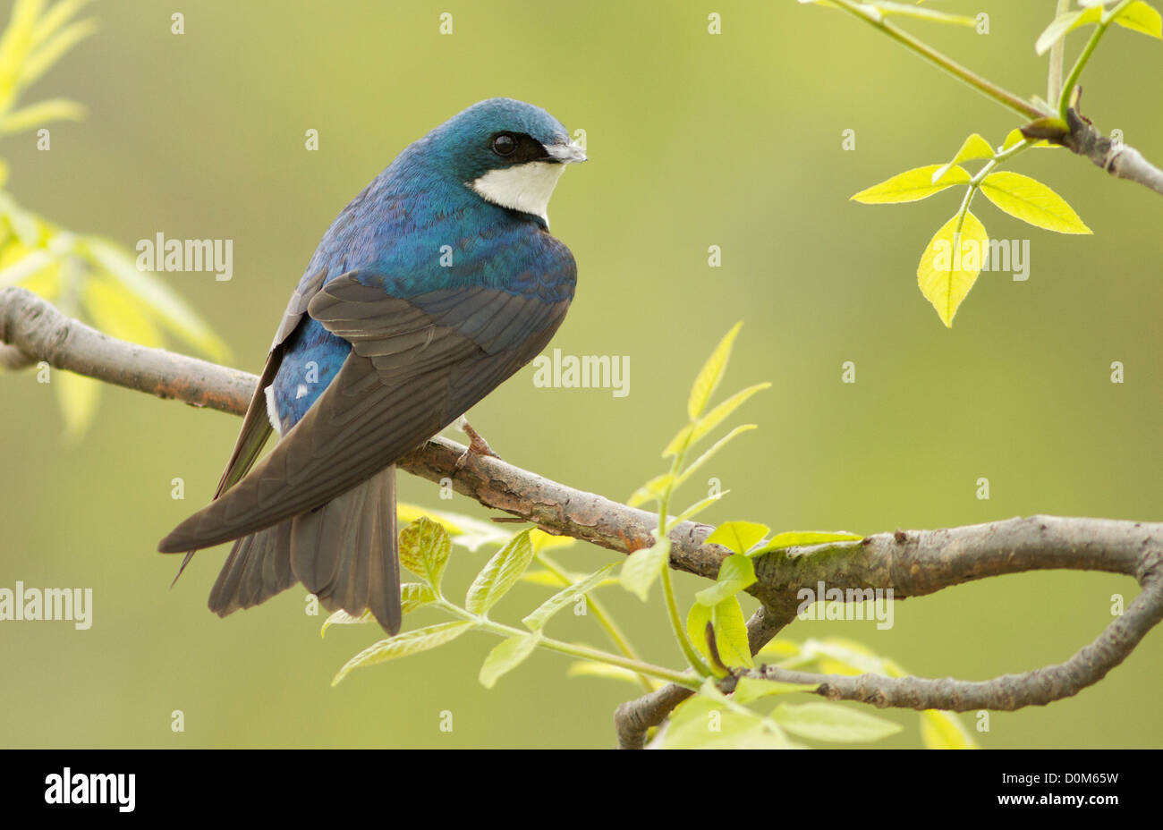 Male Tree Swallow in spring Stock Photo - Alamy