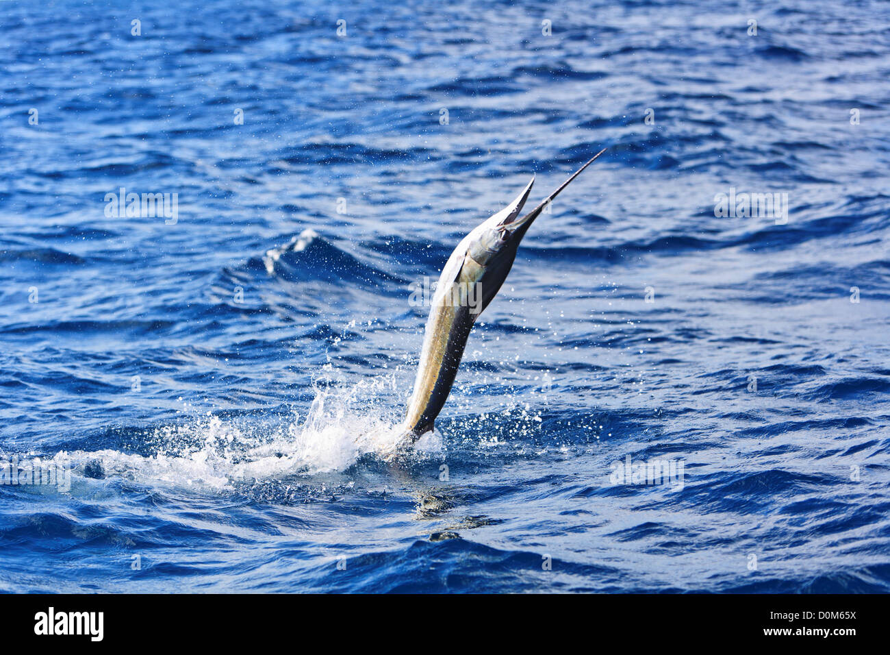 Swordfish Fighting Each Other