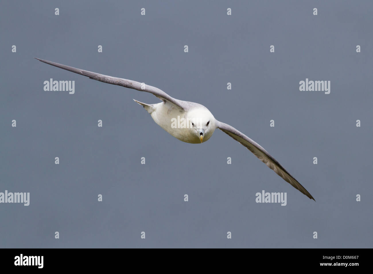 Juvenile kittiwake in flight hi-res stock photography and images - Alamy