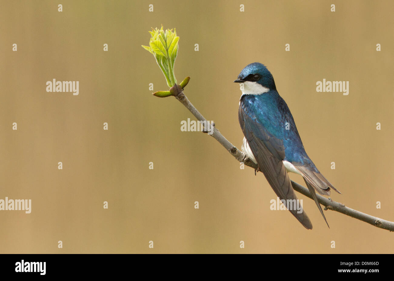 Male Tree Swallow isolated on a branch Stock Photo - Alamy