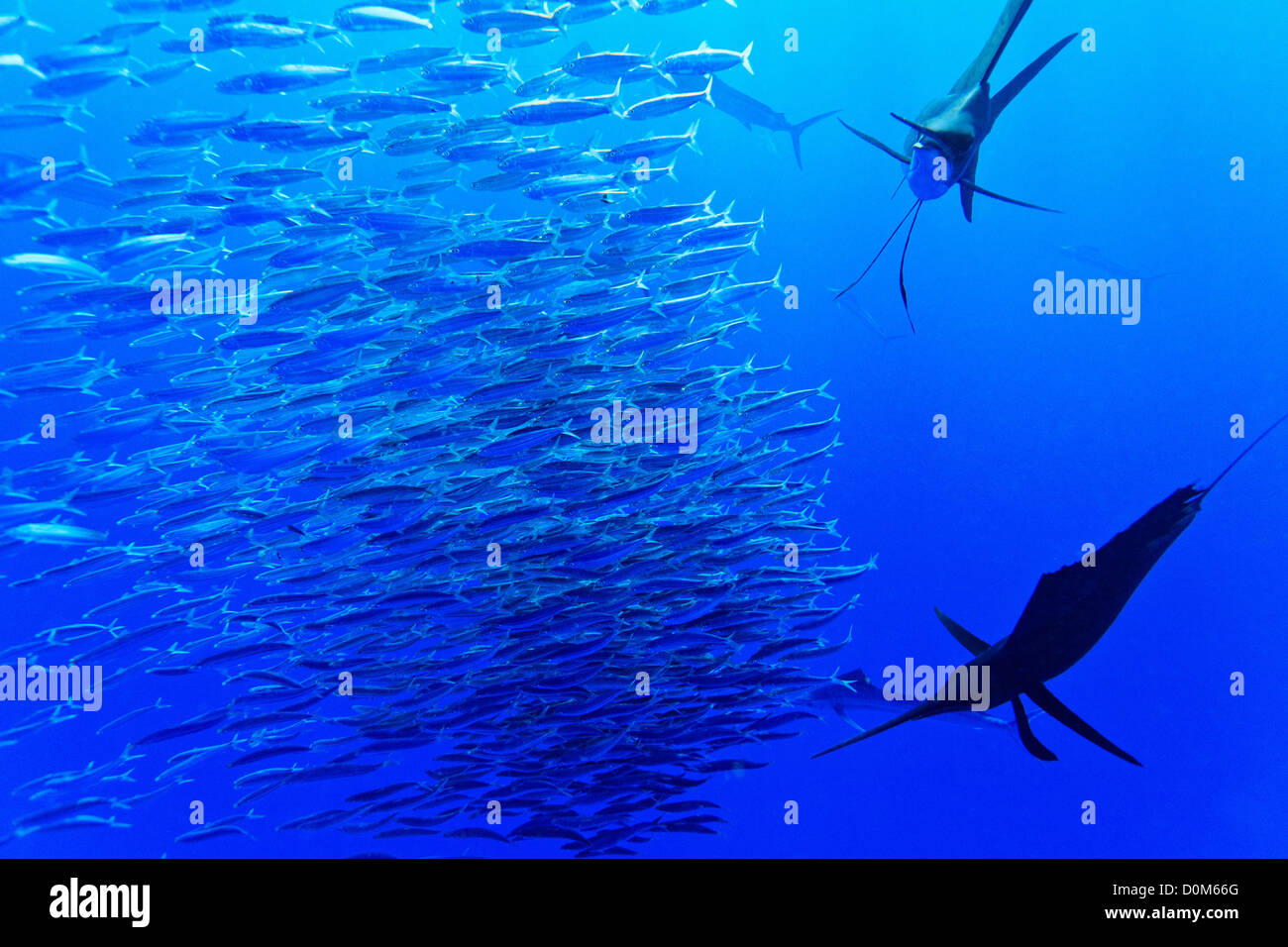 Sardinella brasiliensis hi-res stock photography and images - Alamy