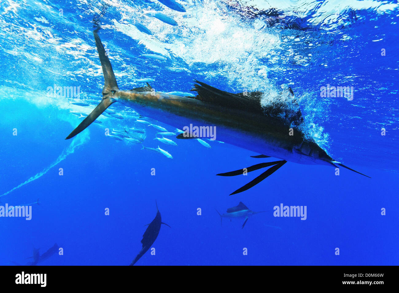 Sardinella brasiliensis hi-res stock photography and images - Alamy