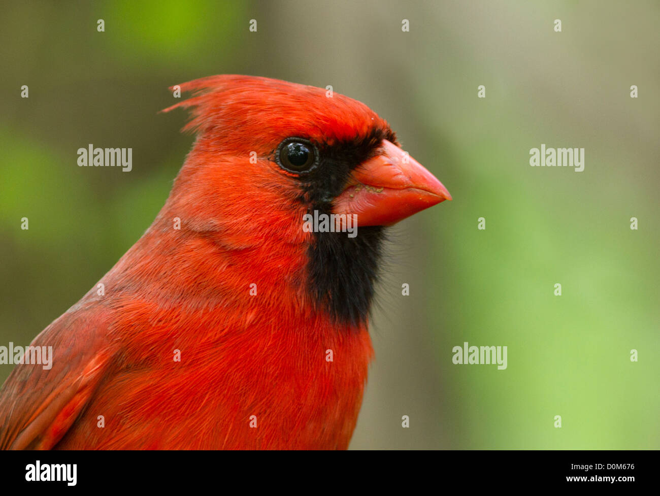 Red cardinal portrait in summer Stock Photo - Alamy