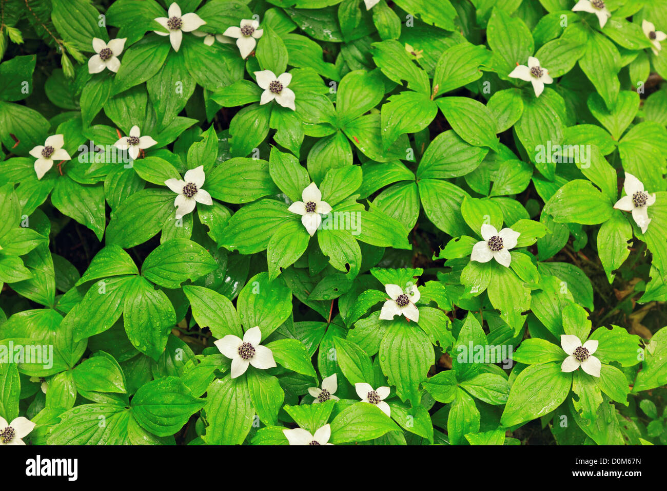 Crackerberry hi-res stock photography and images - Alamy