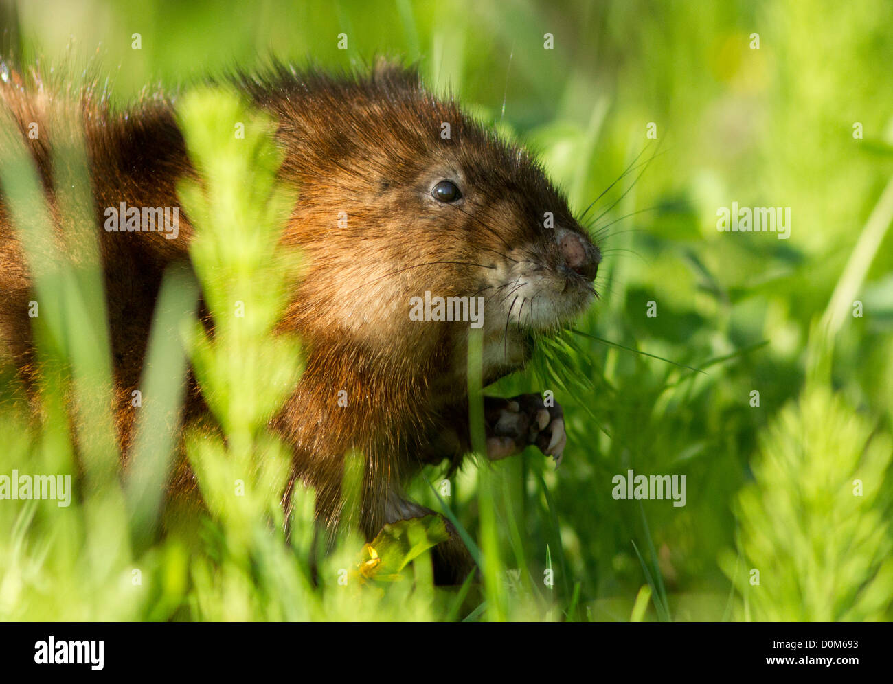 Muskrat (Ondatra zibethica) portrait Stock Photo - Alamy