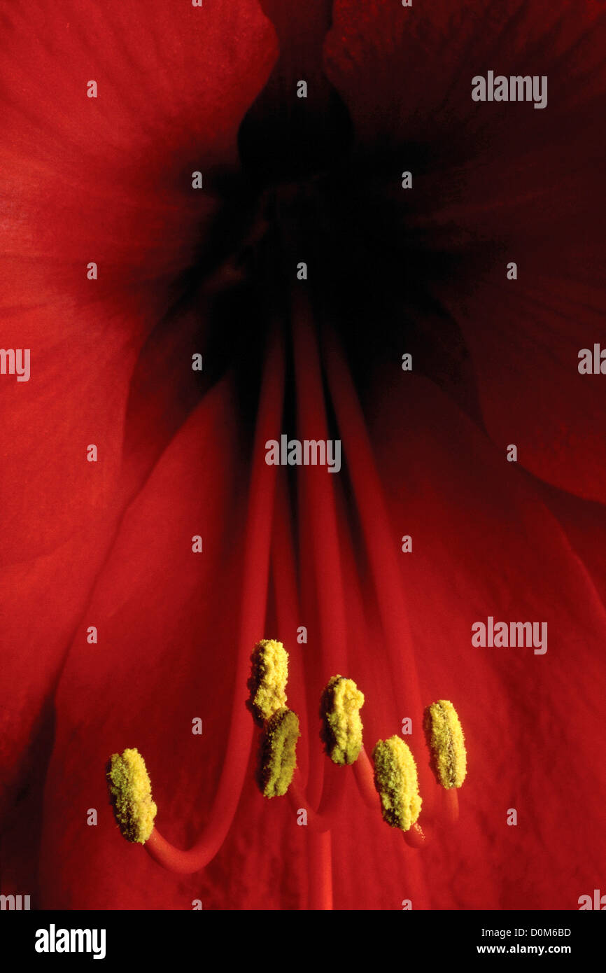 Close-up of Flower Anther and Filament Stock Photo - Alamy