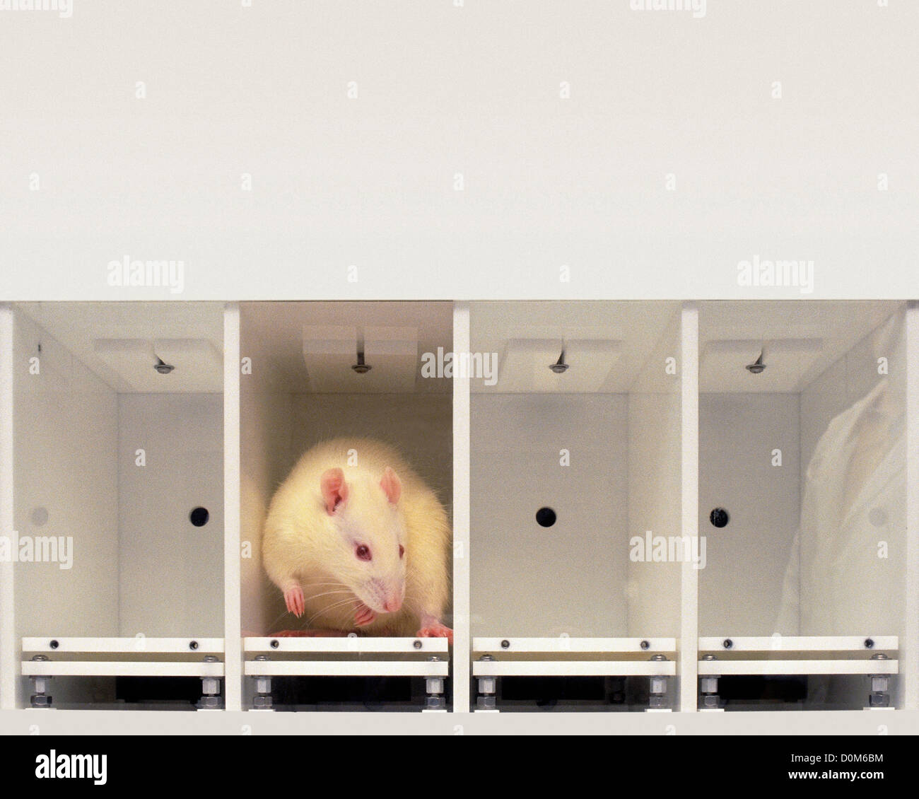 Lab rat cage hi-res stock photography and images - Alamy