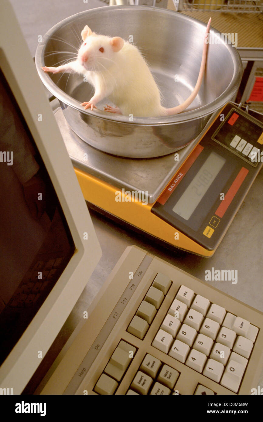 Rat Being Weighed in a Toxicology Lab Stock Photo - Alamy