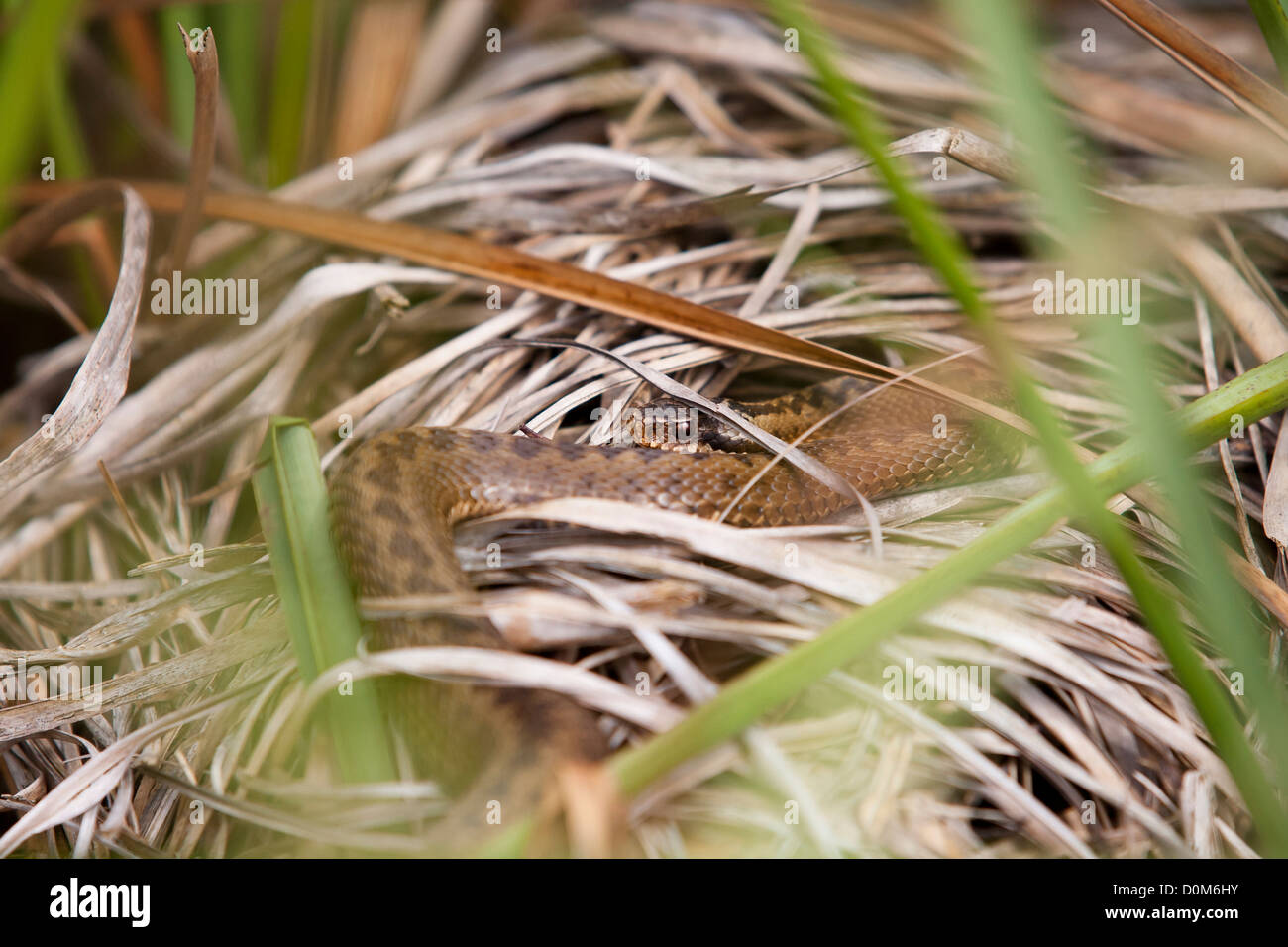 Female adder hi-res stock photography and images - Alamy