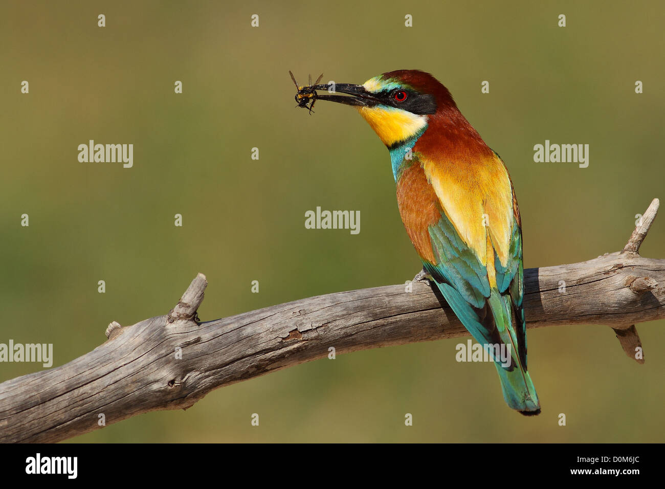 Lively coloring hi-res stock photography and images - Alamy