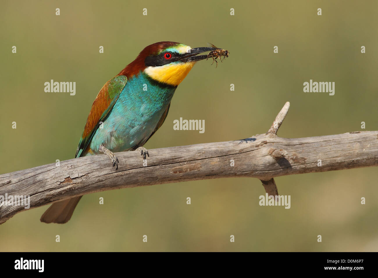 Bee Coloring High Resolution Stock Photography and Images - Alamy