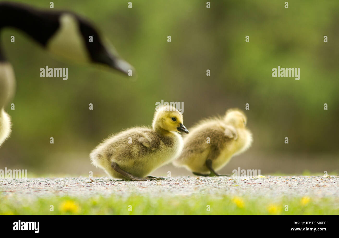 Canada goose family in hi-res stock photography and images - Alamy