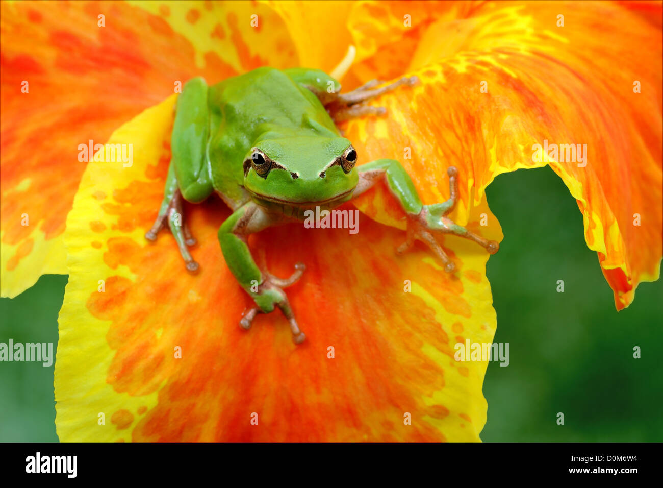 Tree frog on flower hi-res stock photography and images - Alamy