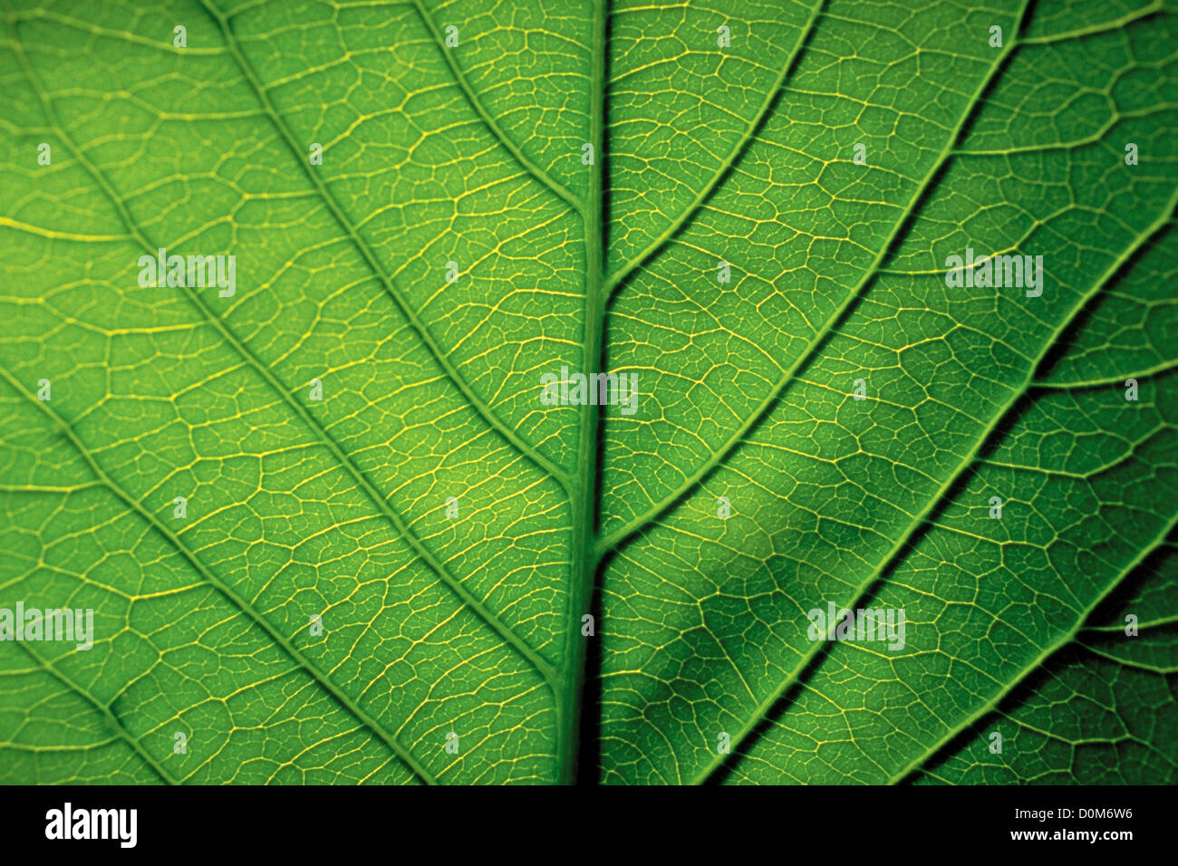 Veins of a Leaf Stock Photo - Alamy