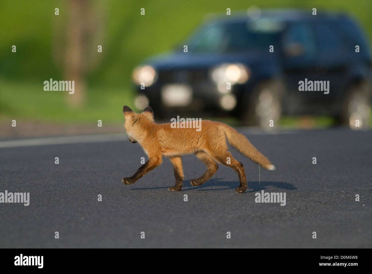 Red fox pup crossing the street in front of the car Stock Photo - Alamy