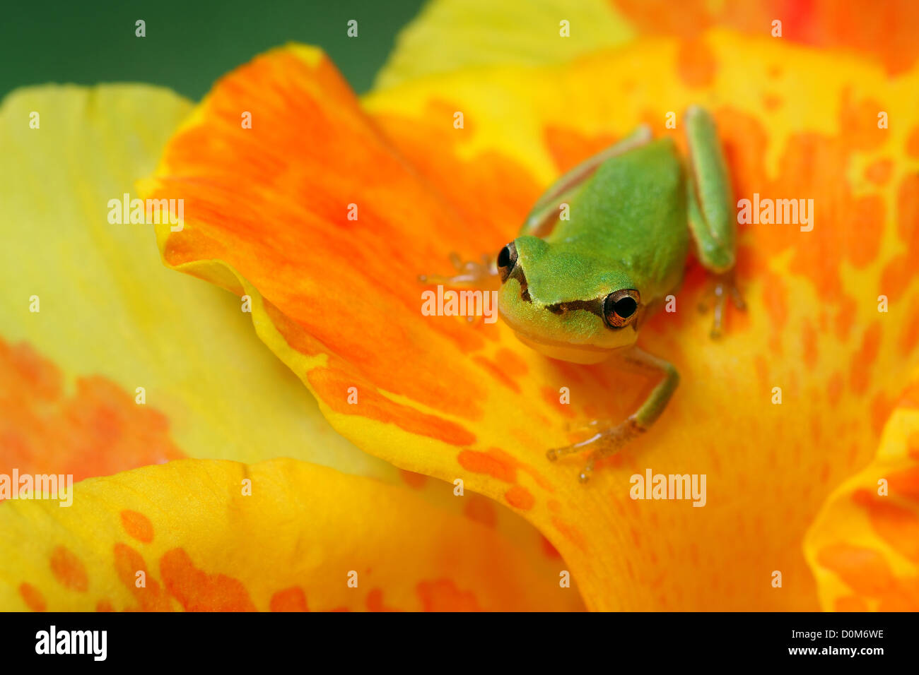 Orange tree frog hi-res stock photography and images - Alamy