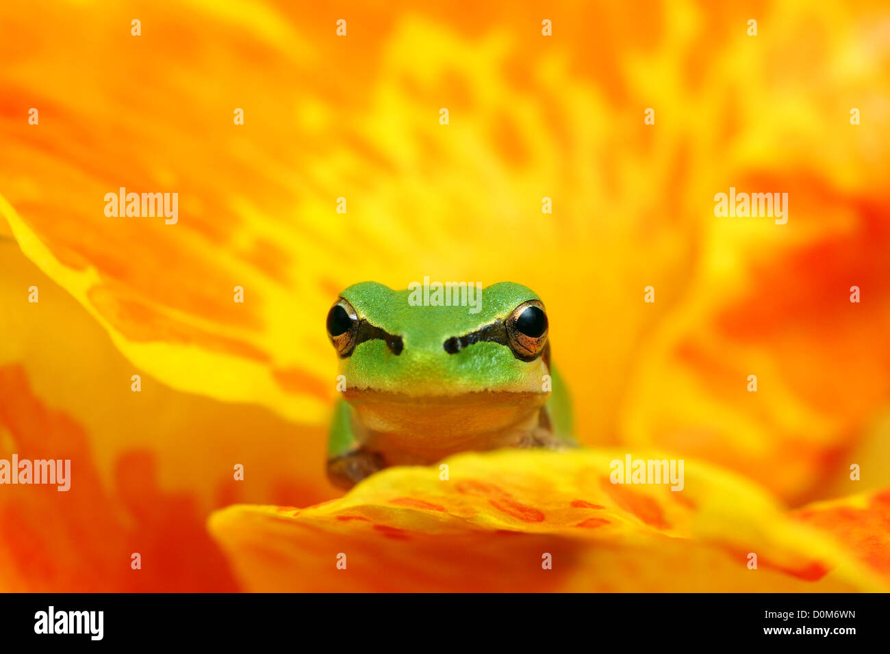 Orange tree frog hi-res stock photography and images - Alamy