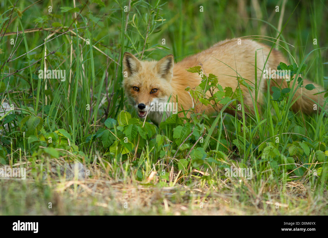 Red fox hunting in the forest Stock Photo - Alamy