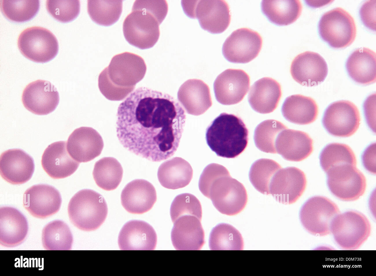 Cell histology healthy hi-res stock photography and images - Alamy