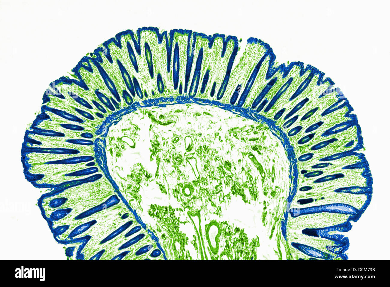 Villus Micrograph High Resolution Stock Photography and Images - Alamy