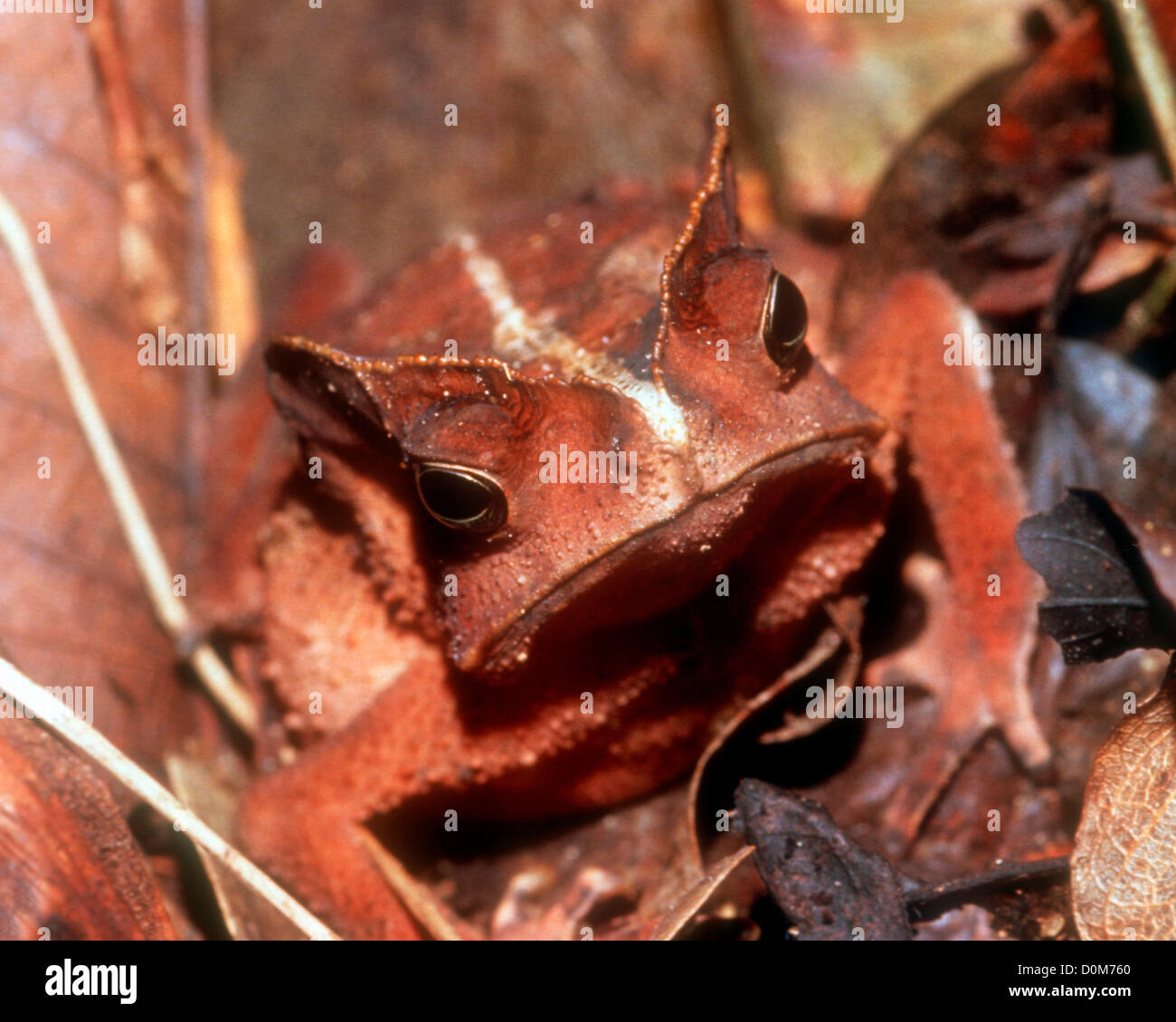 Peruvian Tree Toad Stock Photo - Alamy