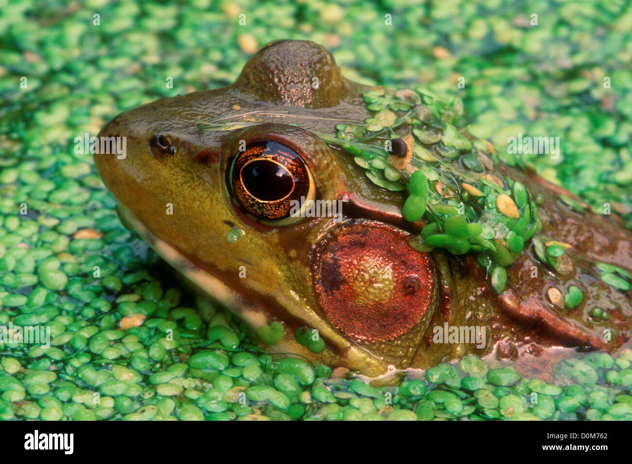 Green Frog in Duckweed Stock Photo - Alamy