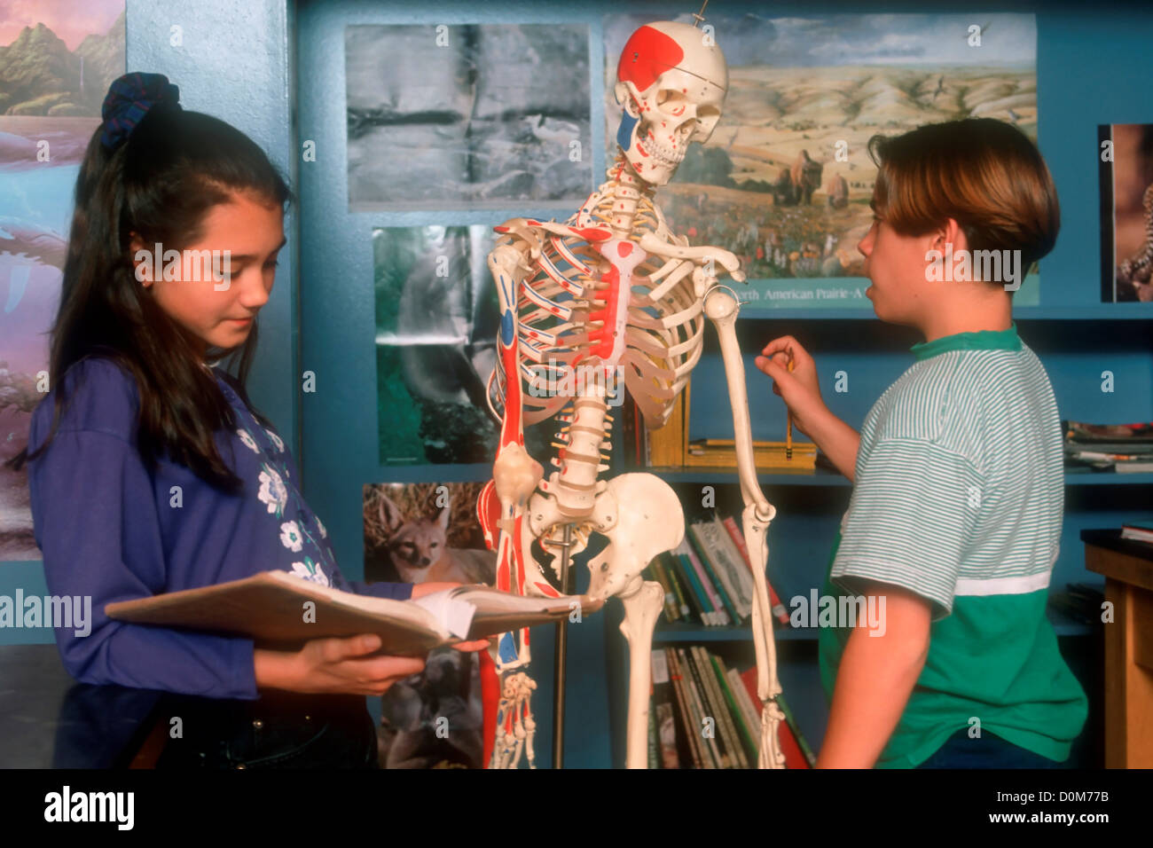 Skeletal anatomy children hi-res stock photography and images - Alamy