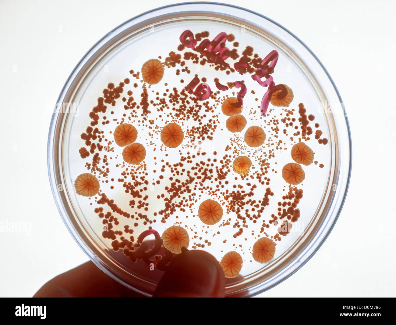 Streptomyces hi-res stock photography and images - Alamy