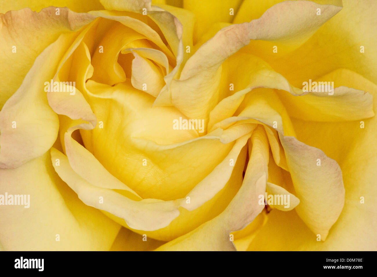 Yellow Peace Rose Stock Photo - Alamy