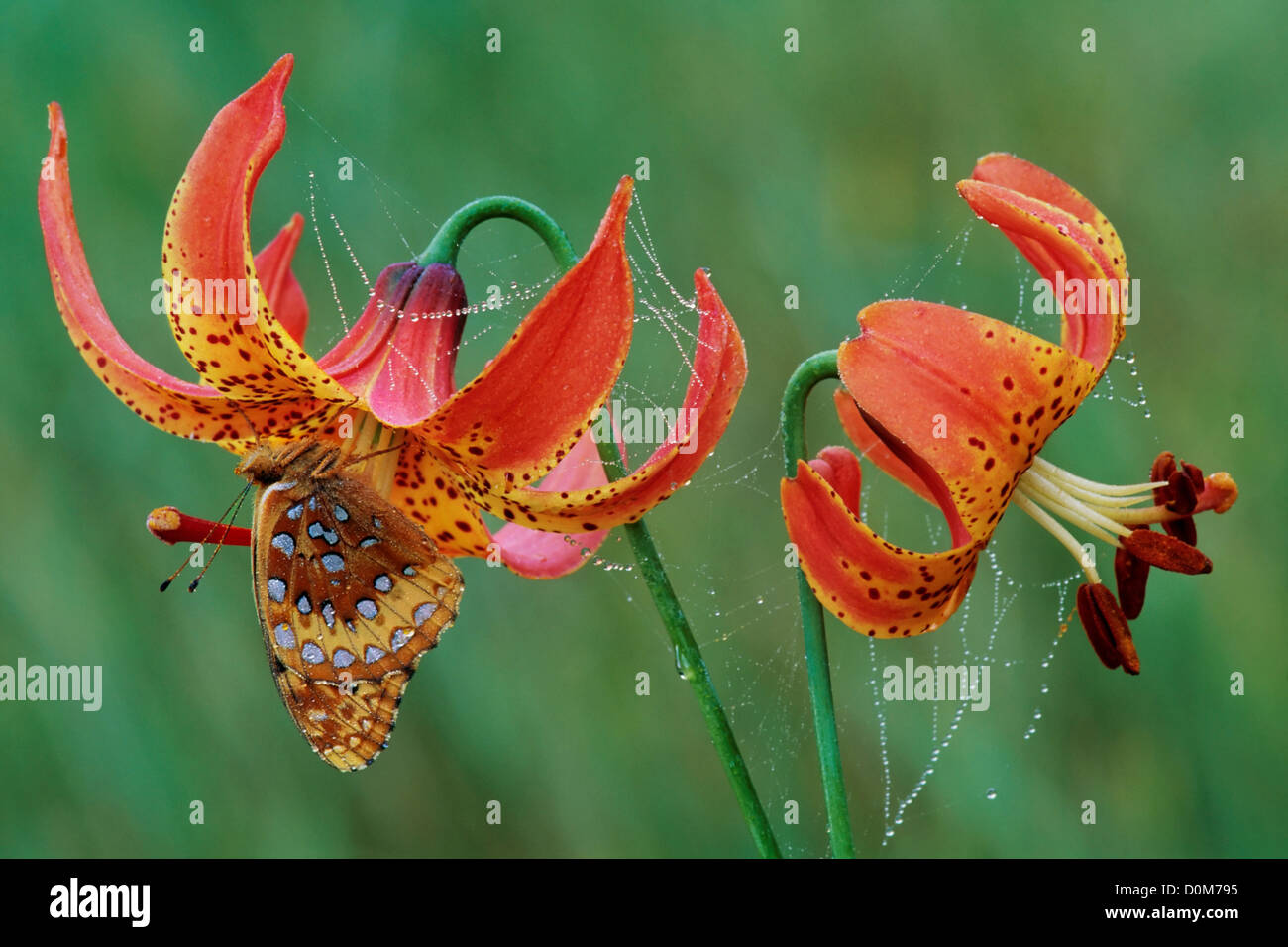Butterfly lilies hi-res stock photography and images - Alamy