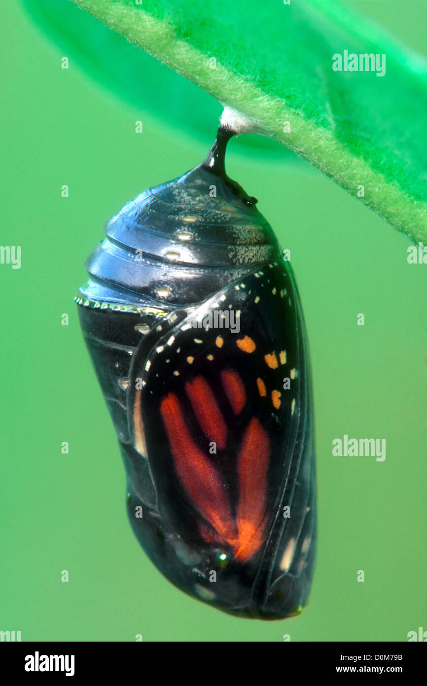 Monarch Butterfly Chrysalis Stock Photo - Alamy