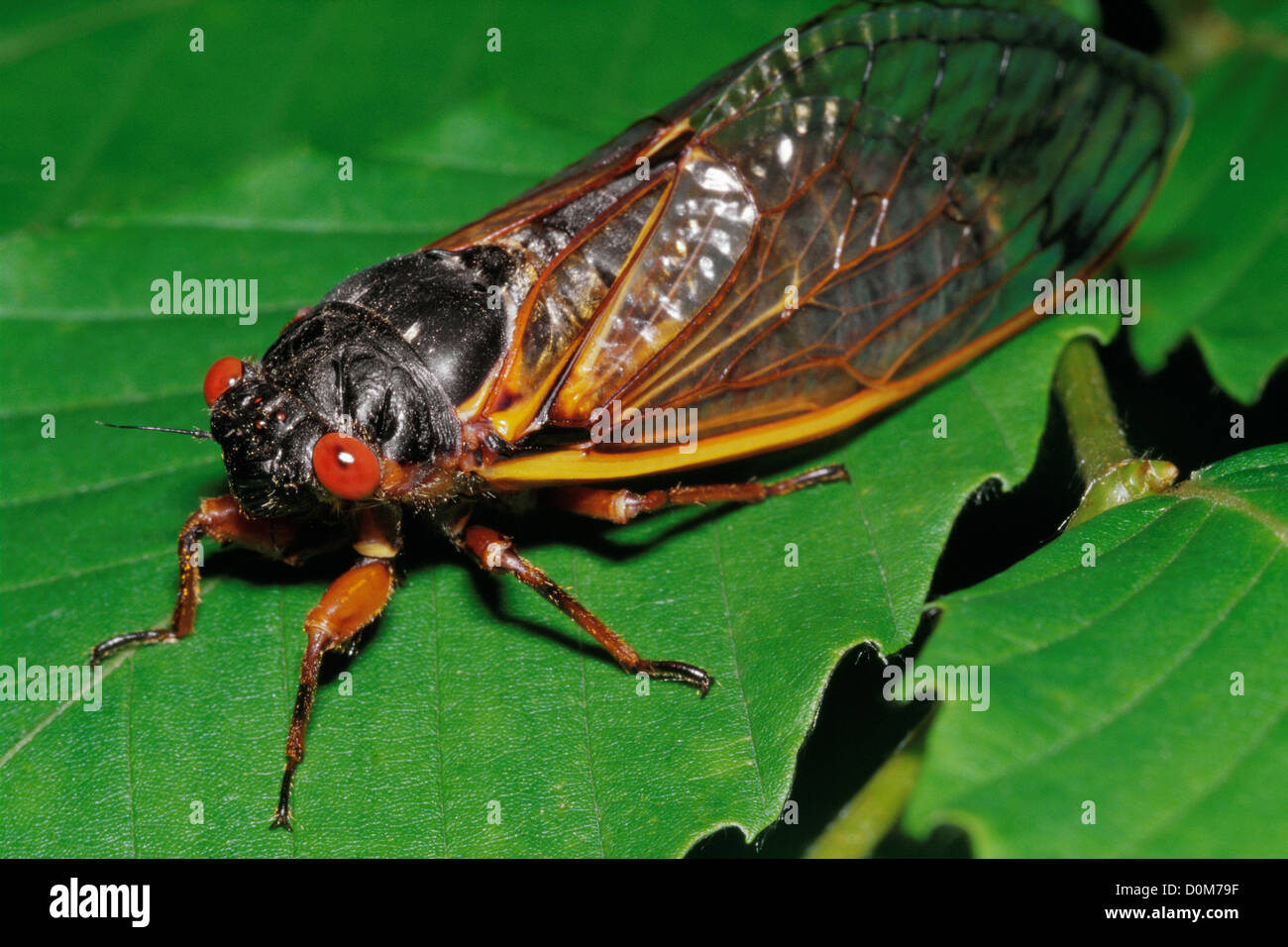 Cicadas north america hi-res stock photography and images - Alamy