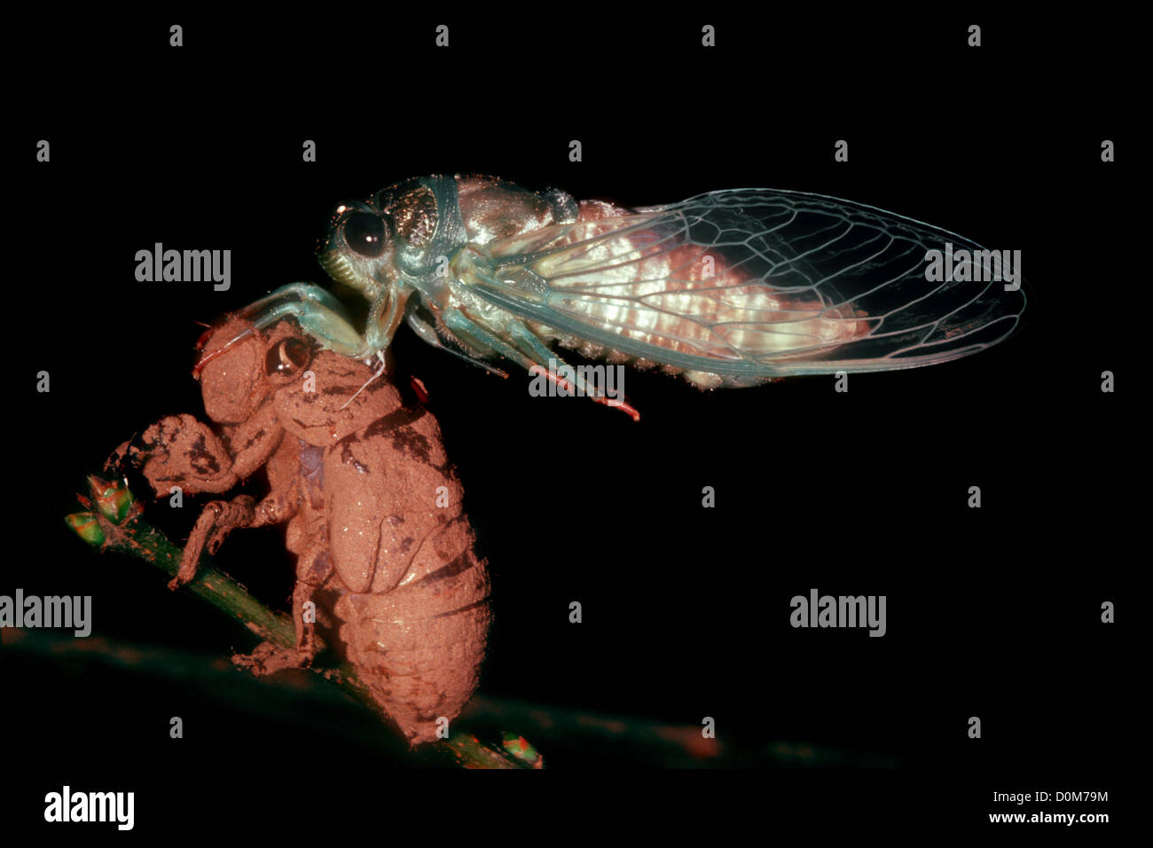 Cicada transformation hi-res stock photography and images - Alamy