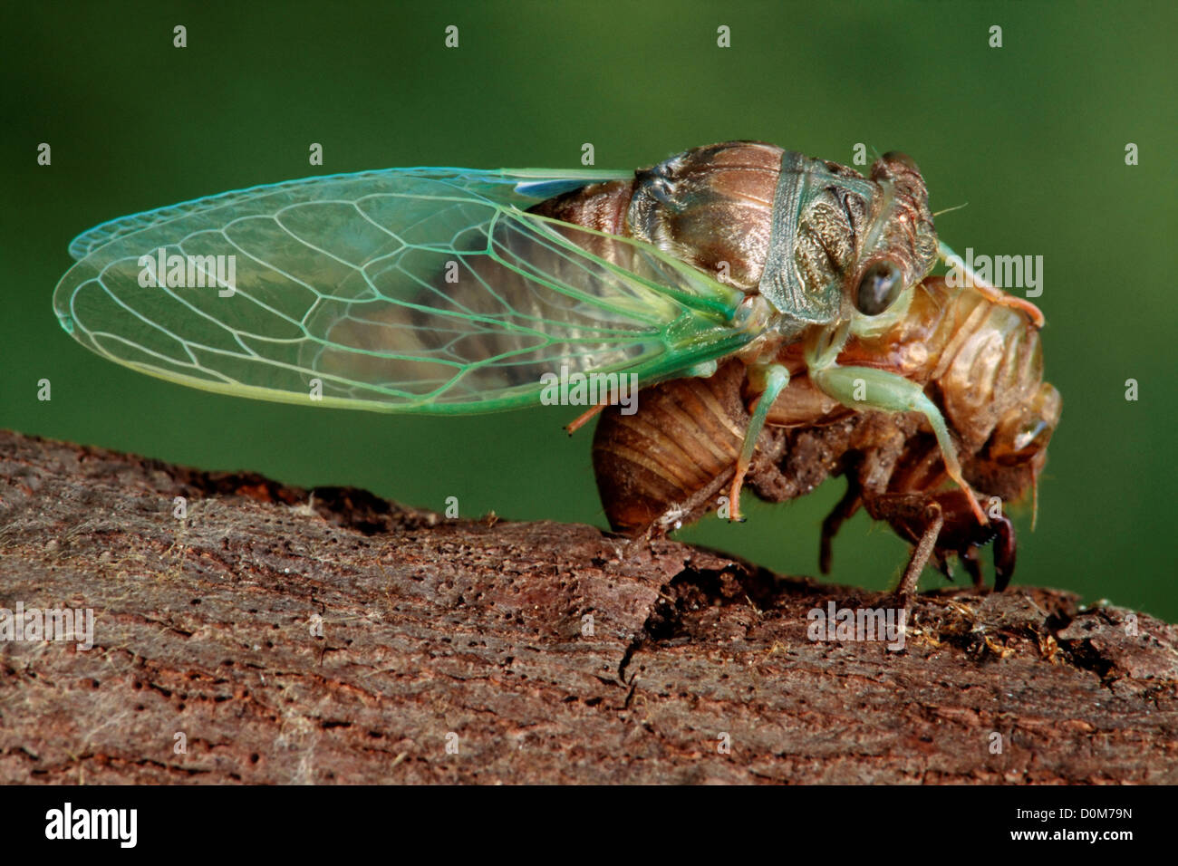 Cicada transformation hi-res stock photography and images - Alamy