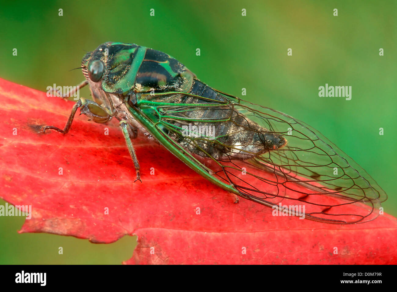 Harvestfly hi-res stock photography and images - Alamy