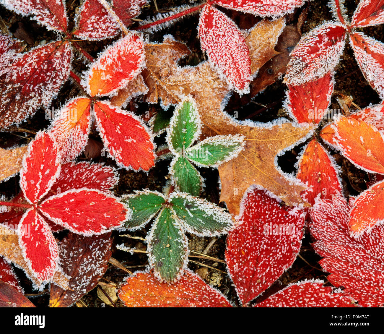 Frost on Leaves Stock Photo - Alamy