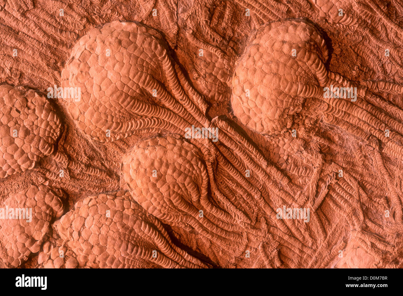 Oceanic fossils hi-res stock photography and images - Alamy