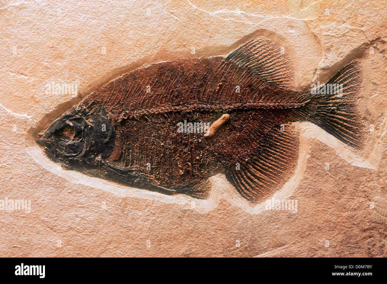 Fossil fish skeleton hi-res stock photography and images - Alamy
