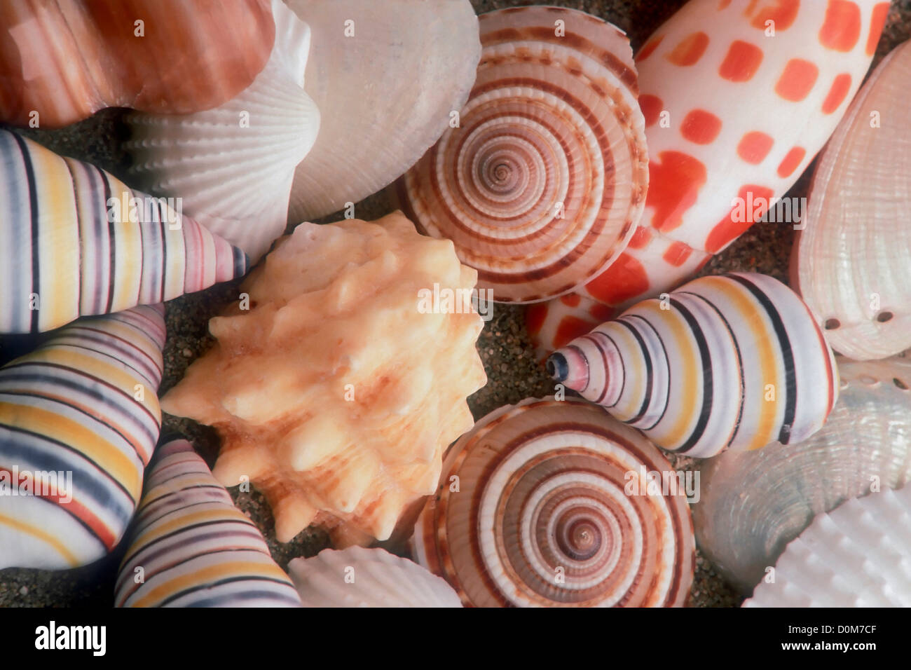Sundial Shell High Resolution Stock Photography and Images - Alamy