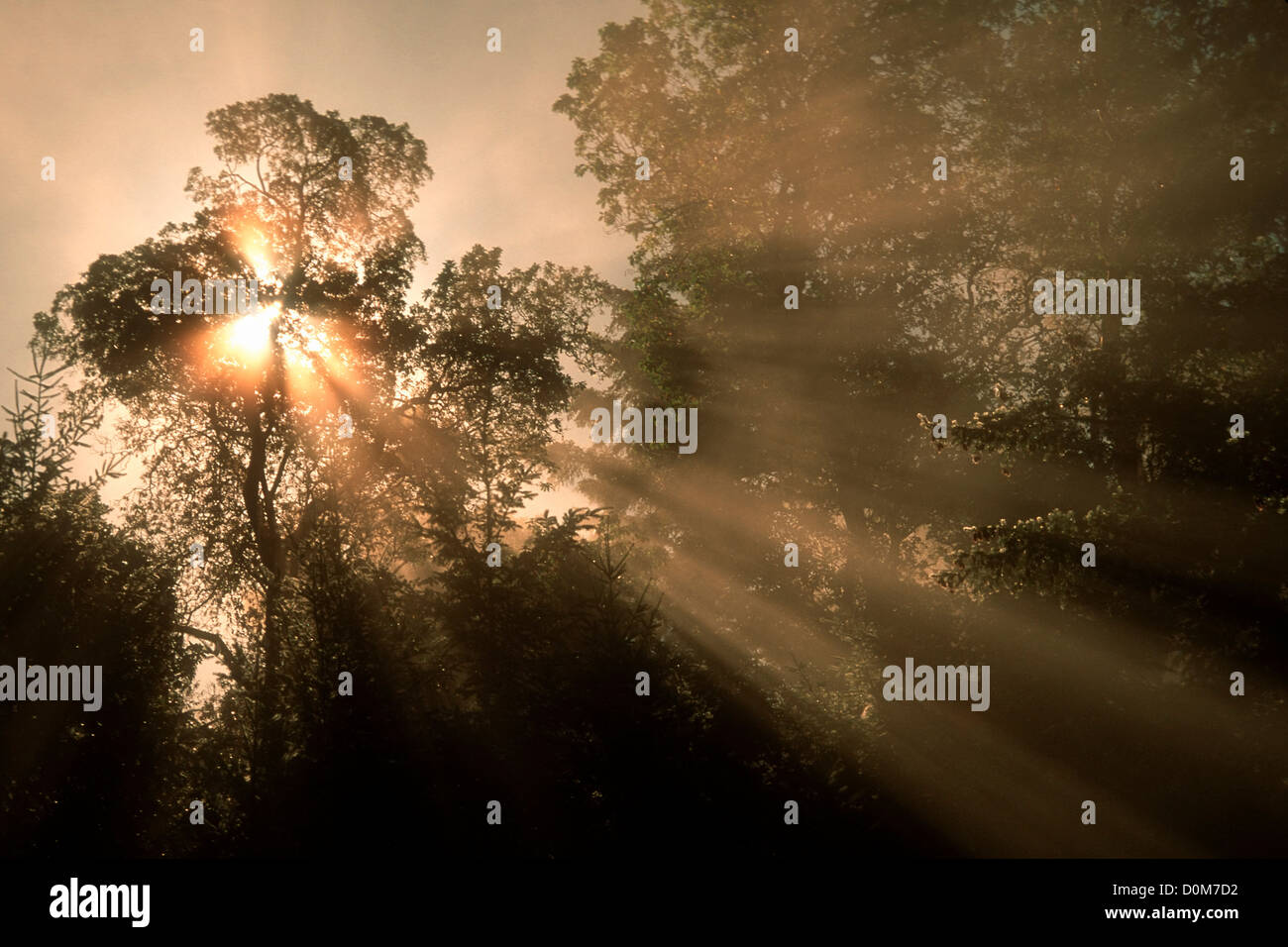 Sunlight Through Trees Stock Photo - Alamy