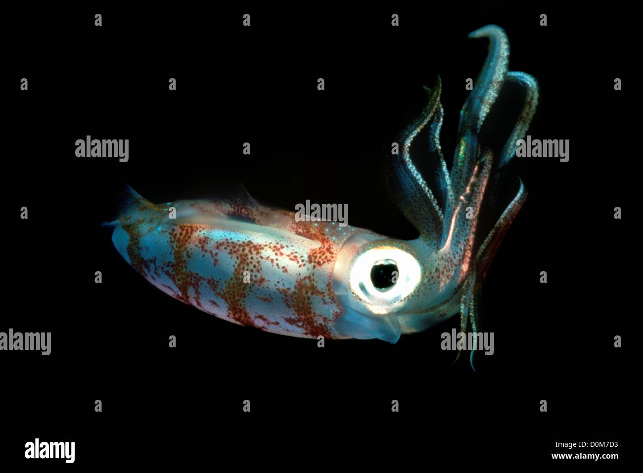 Bioluminescent squid hi-res stock photography and images - Alamy