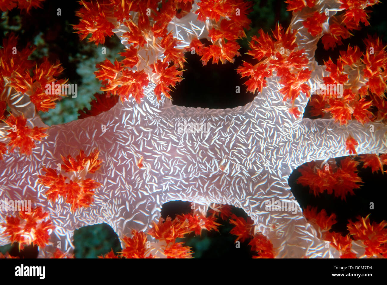 Tree coral polyps hi-res stock photography and images - Alamy